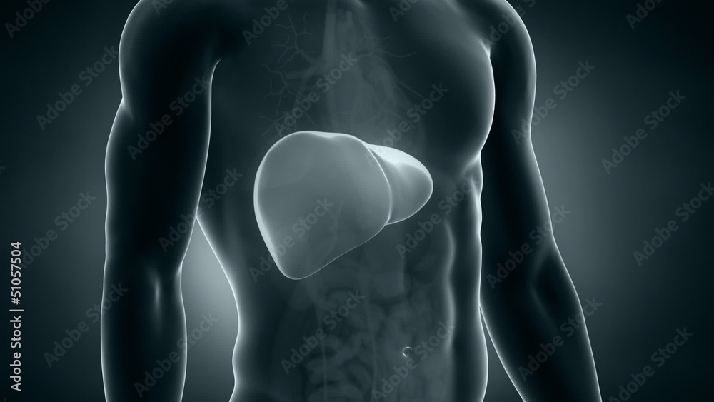 Male x-ray liver anatomy in loop Stock Video | Adobe Stock