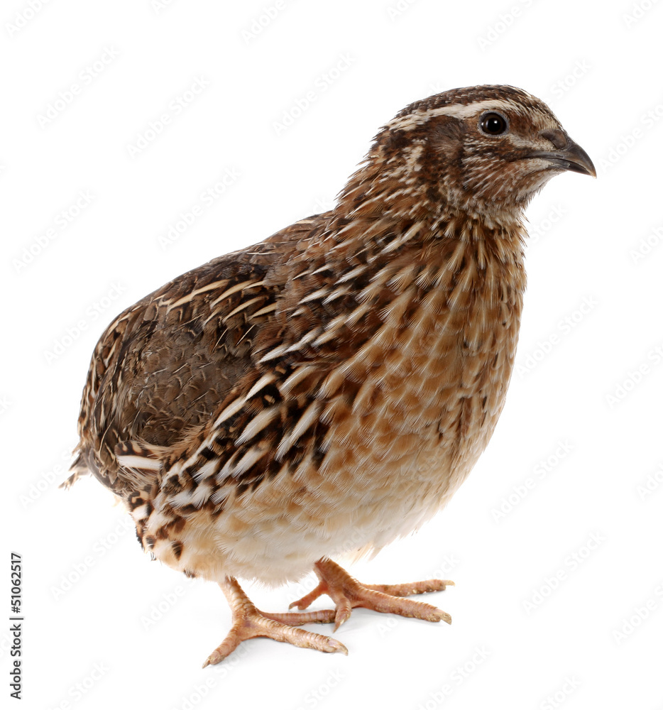 Quail Stock Photo | Adobe Stock