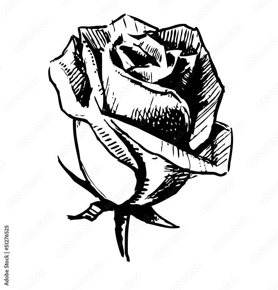 Rose bud sketch illustration Stock Vector | Adobe Stock