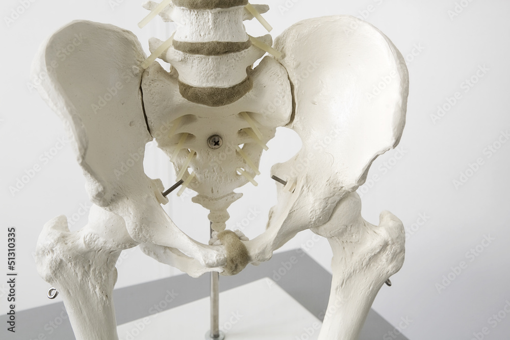 Becken Hüft Skelett Stock-Foto | Adobe Stock