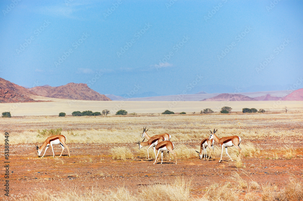 Springbok antilopes in Namib desert, animals in Africa Stock Photo ...