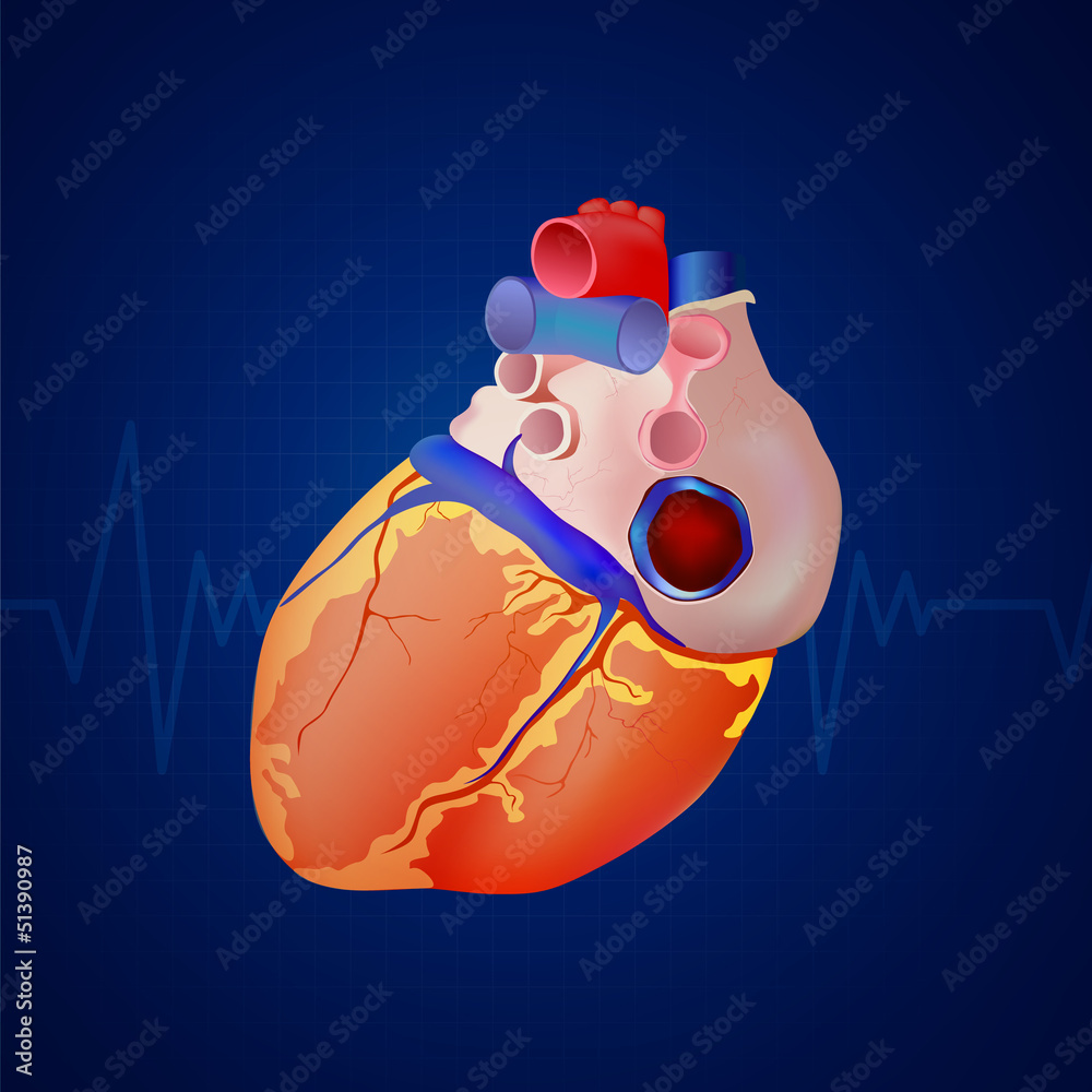 Vector Illustration of a Human Heart Anatomy Stock Vector | Adobe Stock