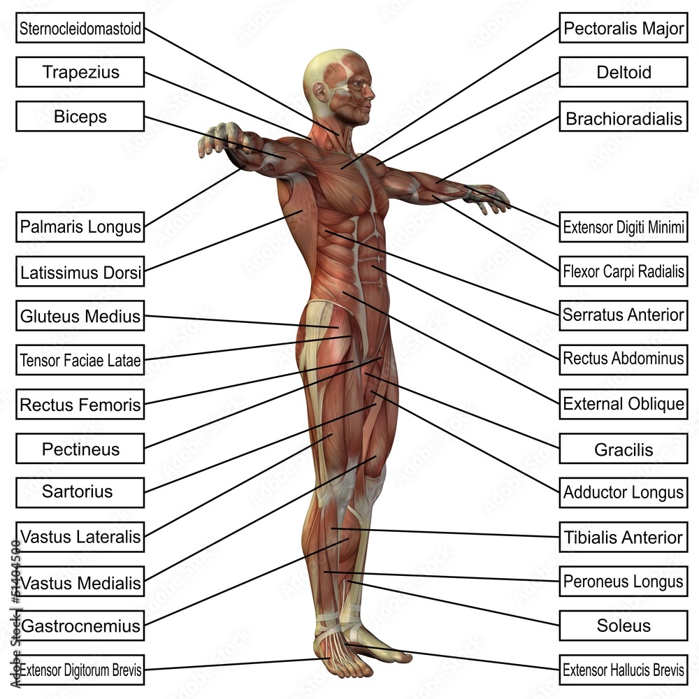 High resolution 3D human muscles anatomy Stock Illustration | Adobe Stock