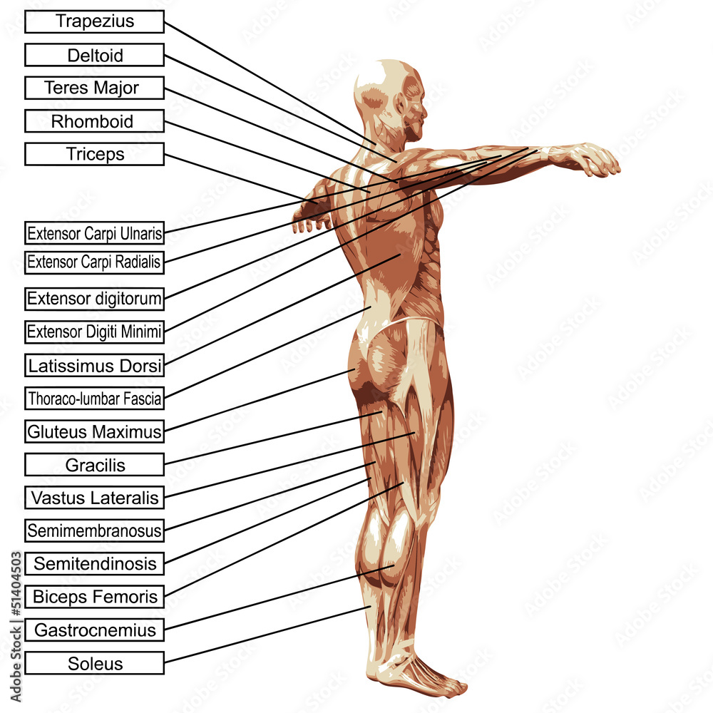 High resolution 3D human muscles anatomy Stock Illustration | Adobe Stock