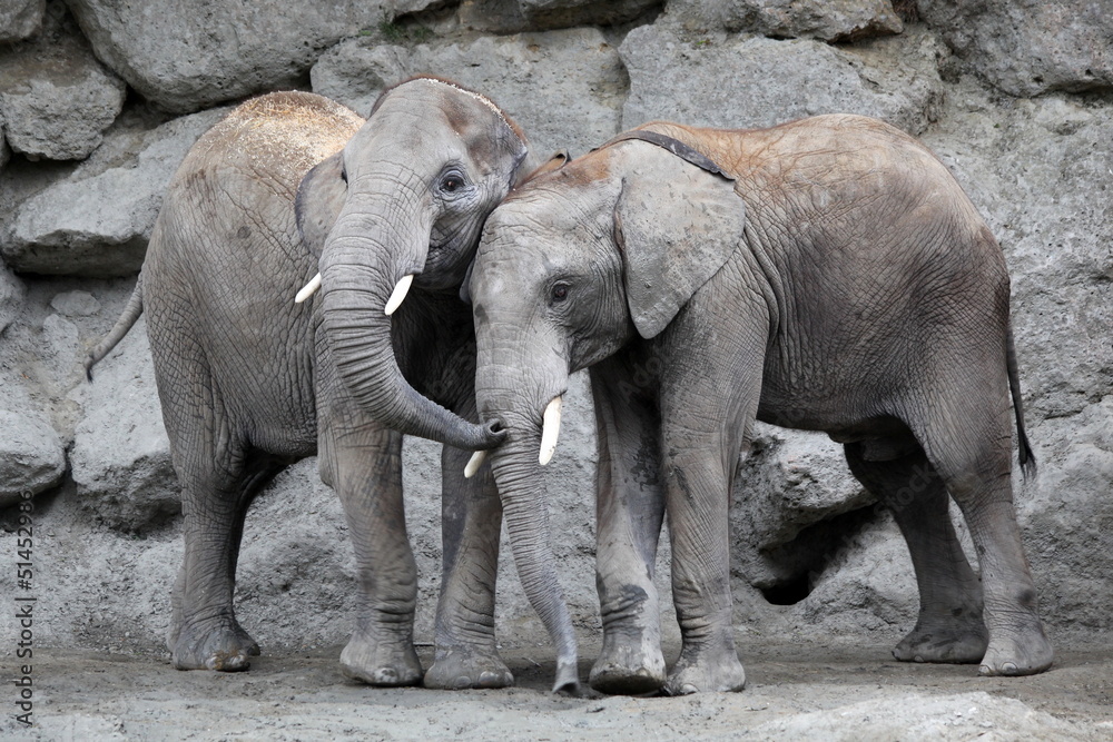 Zwei Elefanten Stock Photo | Adobe Stock