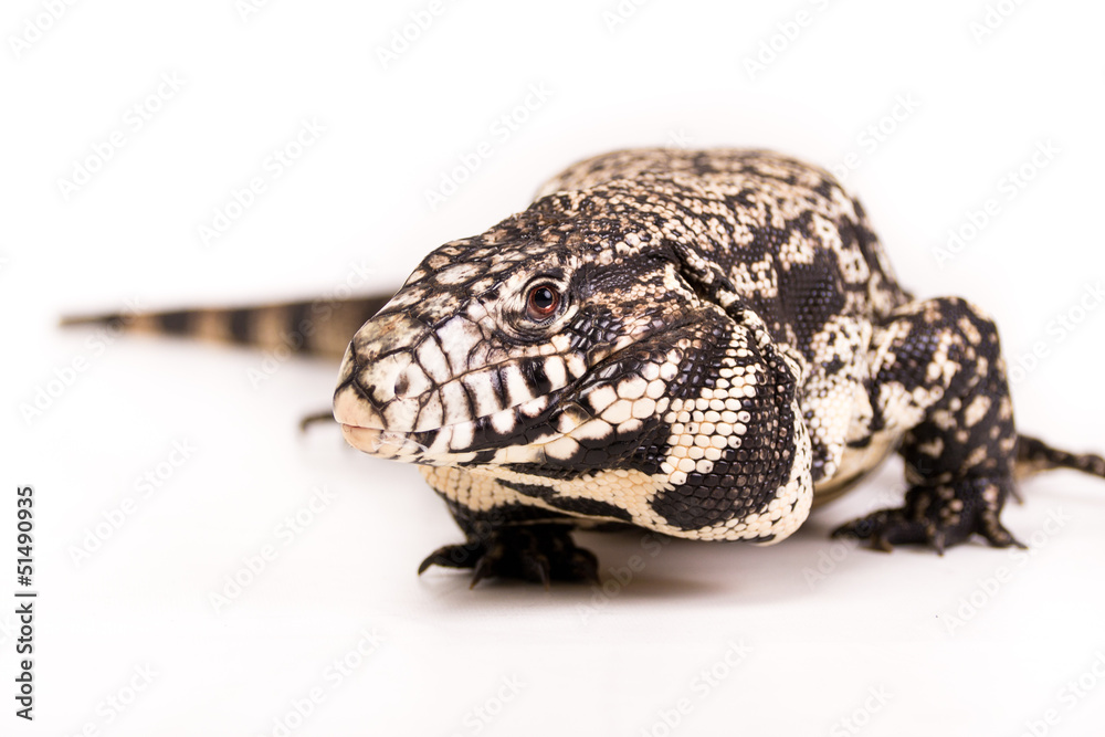 Tegu On white background Stock Photo | Adobe Stock