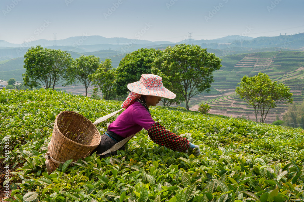 Tea gathering Stock-Foto | Adobe Stock