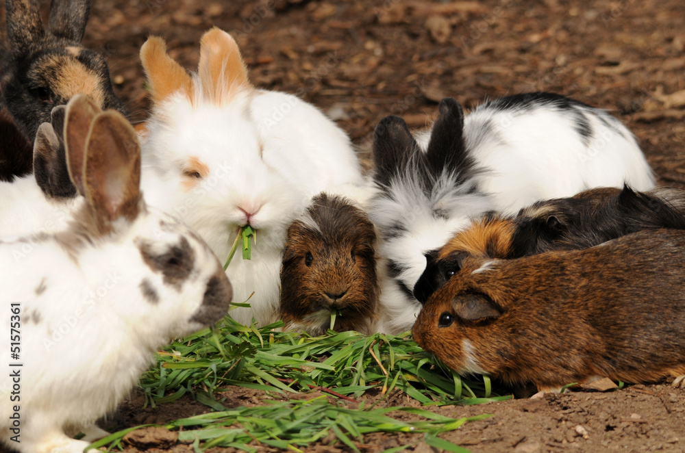 Meerschweinchen und Hasen Stock Photo | Adobe Stock