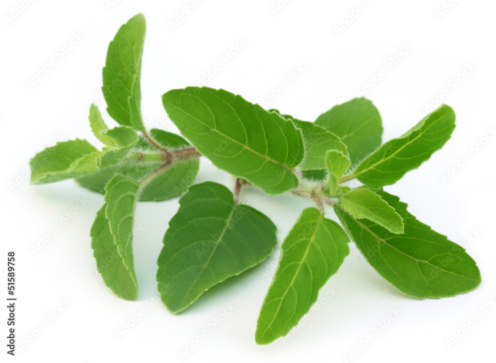 Medicinal holy basil or tulsi leaves Stock Photo | Adobe Stock