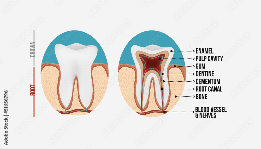 Tooth anatomy with labeling Stock Vector | Adobe Stock