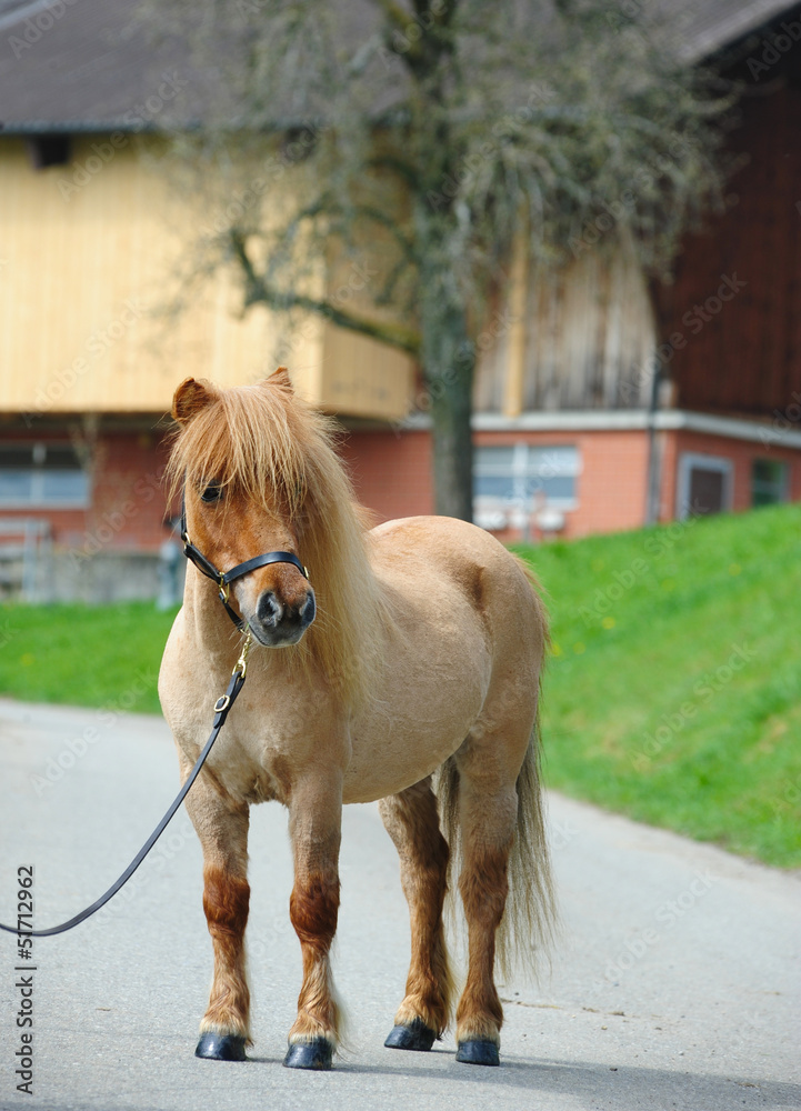 Miniature shetland pony Stock Photo | Adobe Stock