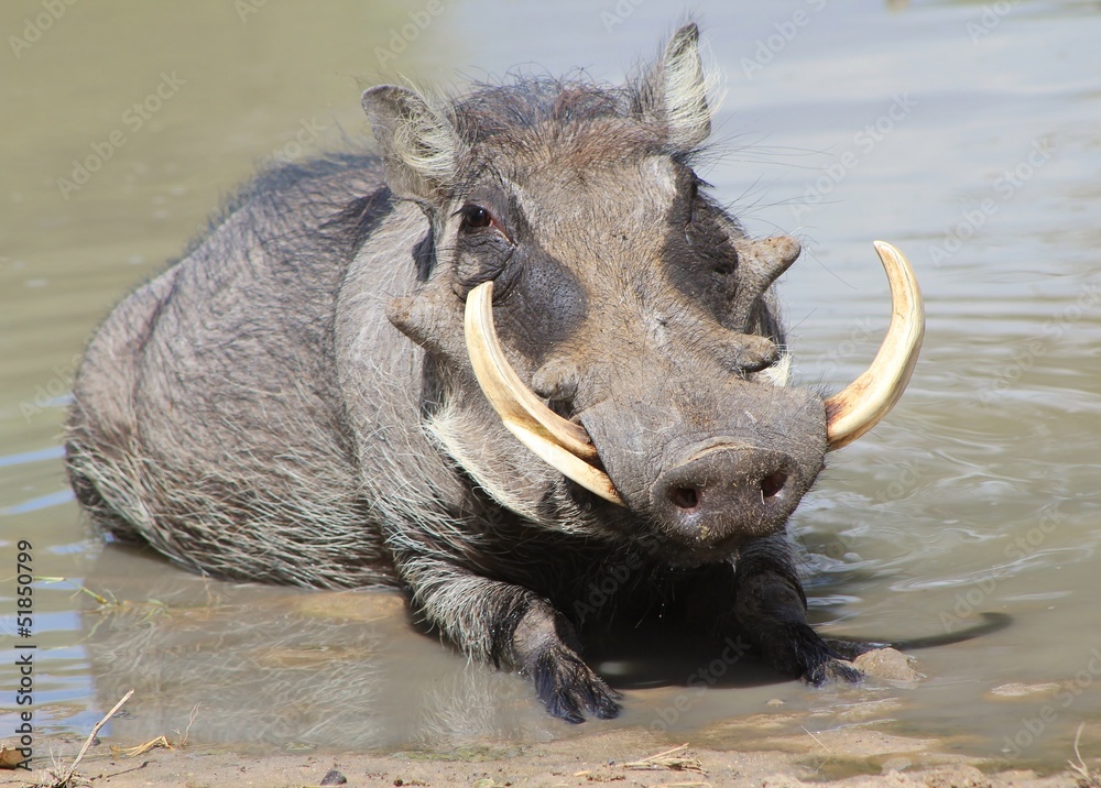 Warthog from Africa - Taking a mud bath under a warm sun Stock Photo ...