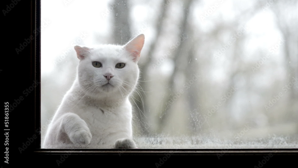 White cat looking through a dirty window Stock Video | Adobe Stock