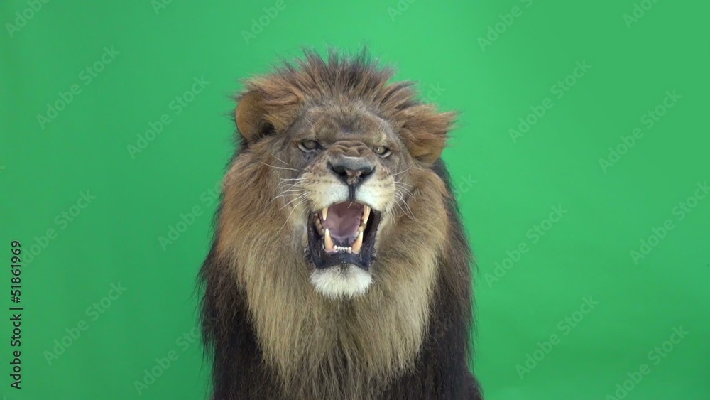 Slow Motion of a Lion roaring in front of a green key Stock ビデオ | Adobe ...