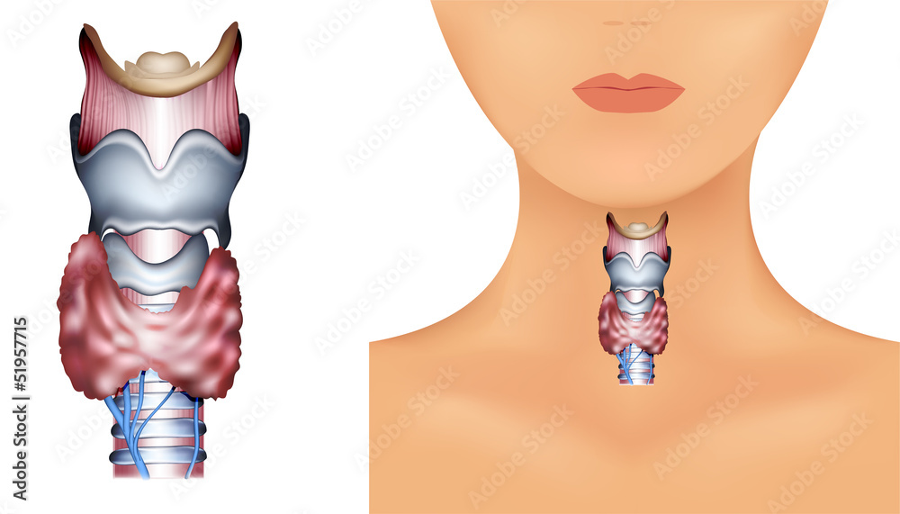 Poster Anatomy of Thyroid gland, Epiglottis, Trachea. – Wall Art ...