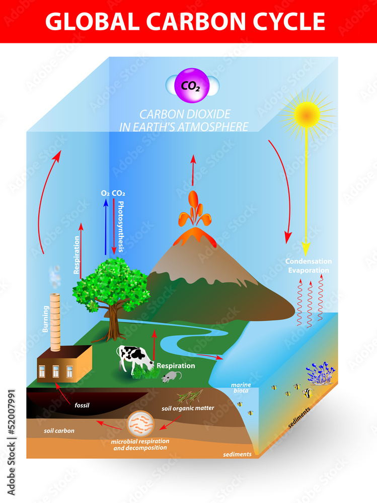 carbon cycle. Vector diagram Stock Vector | Adobe Stock