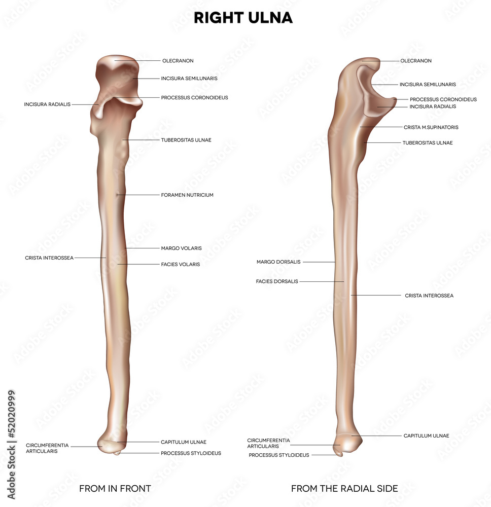 Ulna. Detailed medical illustration.. Stock Vector | Adobe Stock