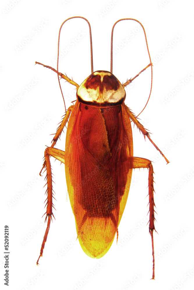 Cockroach top view isolated on white Stock Photo | Adobe Stock