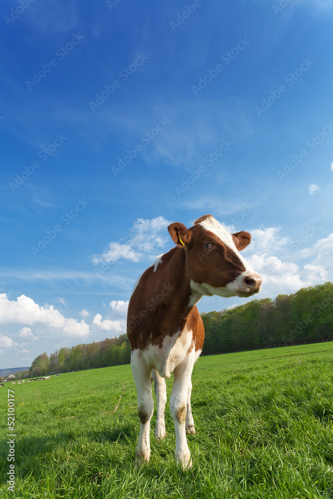 kuh bulle rind auf der weide Stock Photo | Adobe Stock