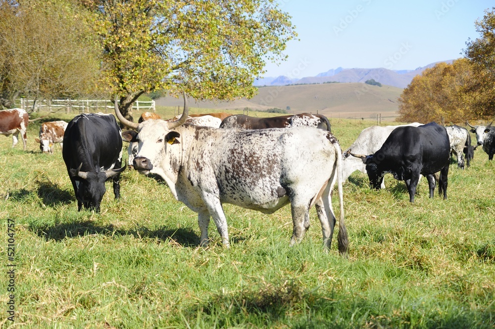 NGUNI cattle. A breed of hardy indigenous african cattle Stock Photo ...