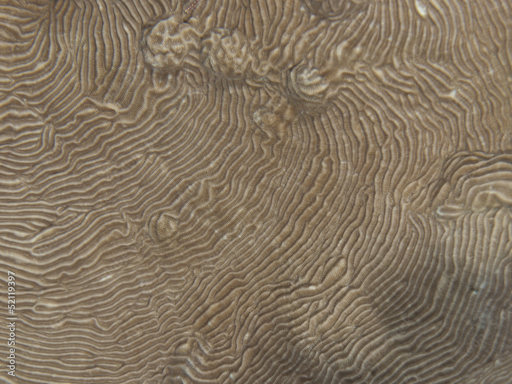 Coral texture Stock Photo | Adobe Stock