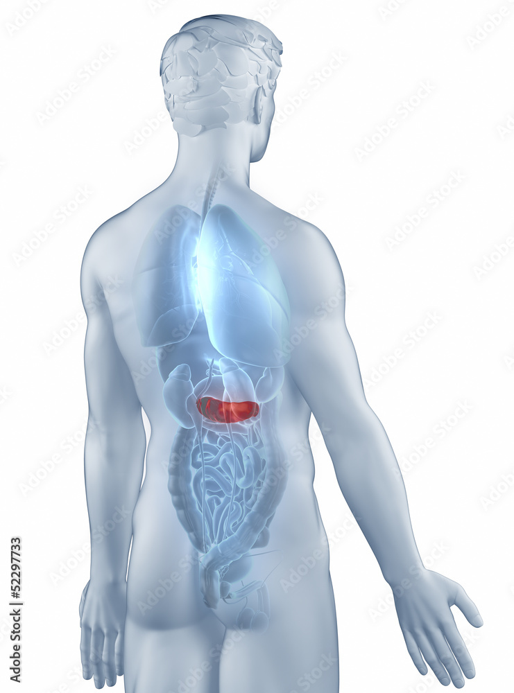 Pancreas position anatomy man isolated posterior view Stock ...