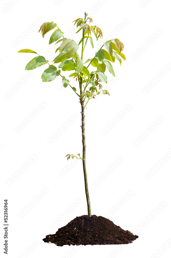 Young walnut tree isolated on white background Stock Photo | Adobe Stock