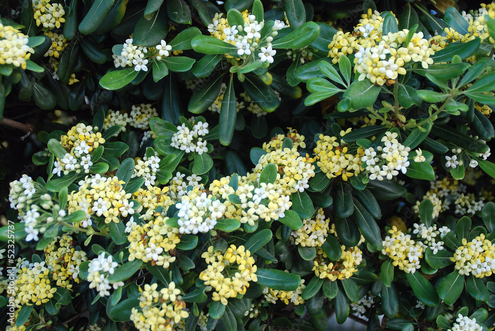 PITTOSPORUM TOBIRA O PITOSPORO. AZAHAR DE LA CHINA Stock Photo | Adobe ...