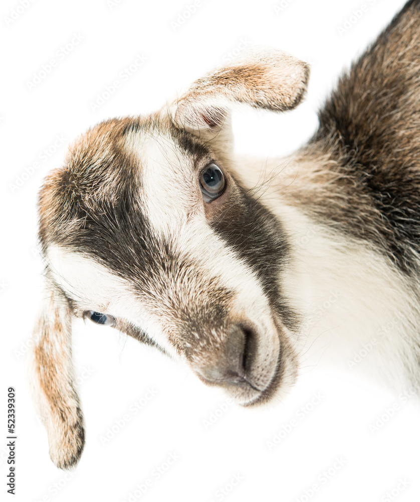 baby goat head Stock Photo | Adobe Stock