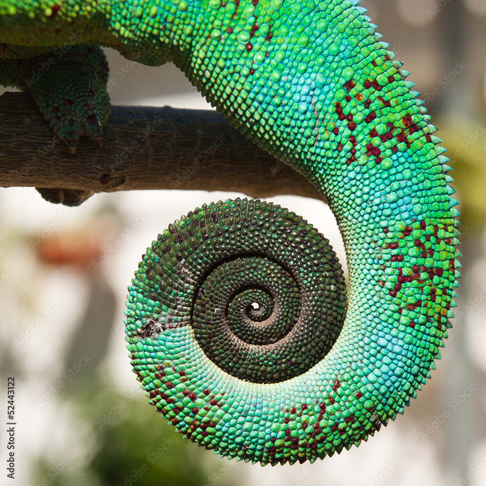 queue de caméléon Photos | Adobe Stock