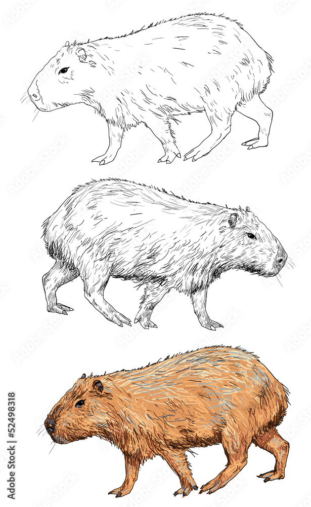 Capybara Stock Vector | Adobe Stock