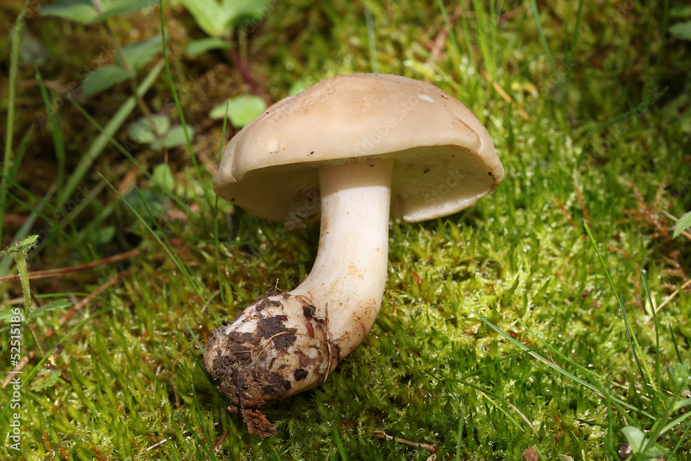 champignon Stock Photo | Adobe Stock