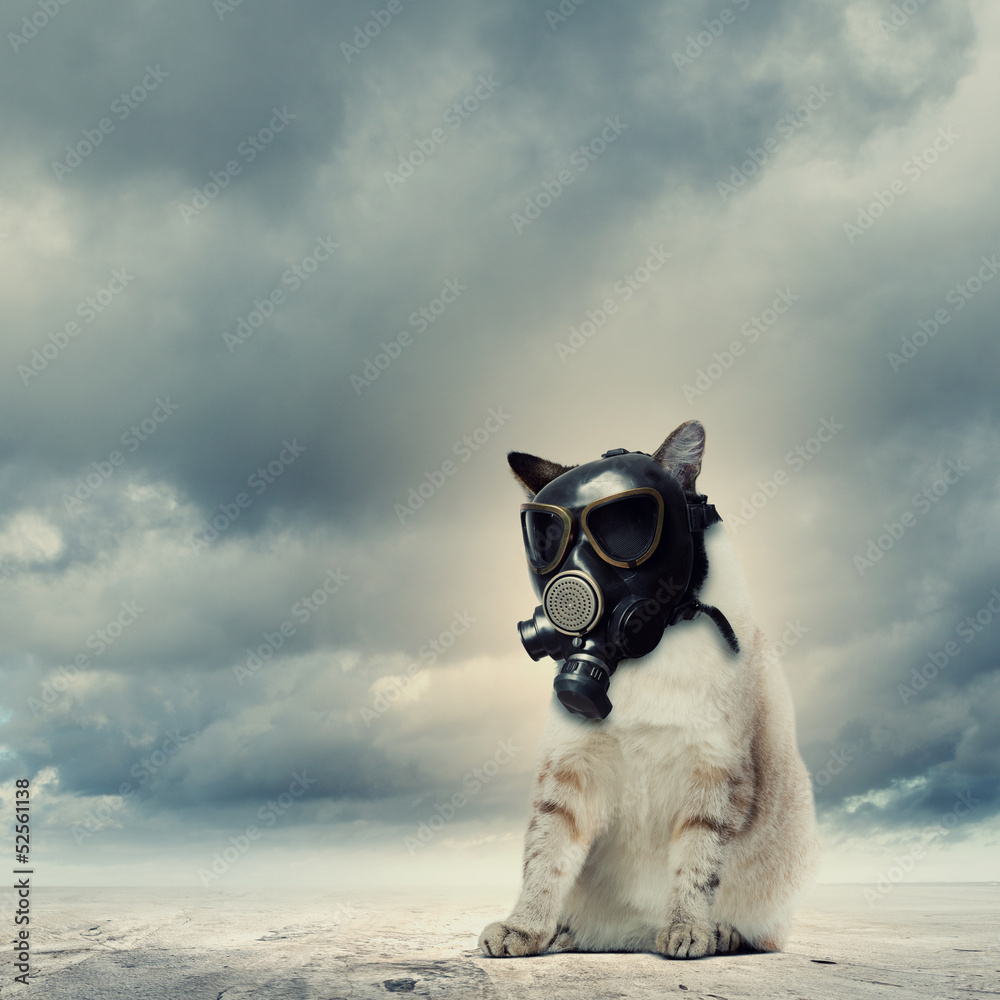 Cat in gas mask Stock Photo | Adobe Stock