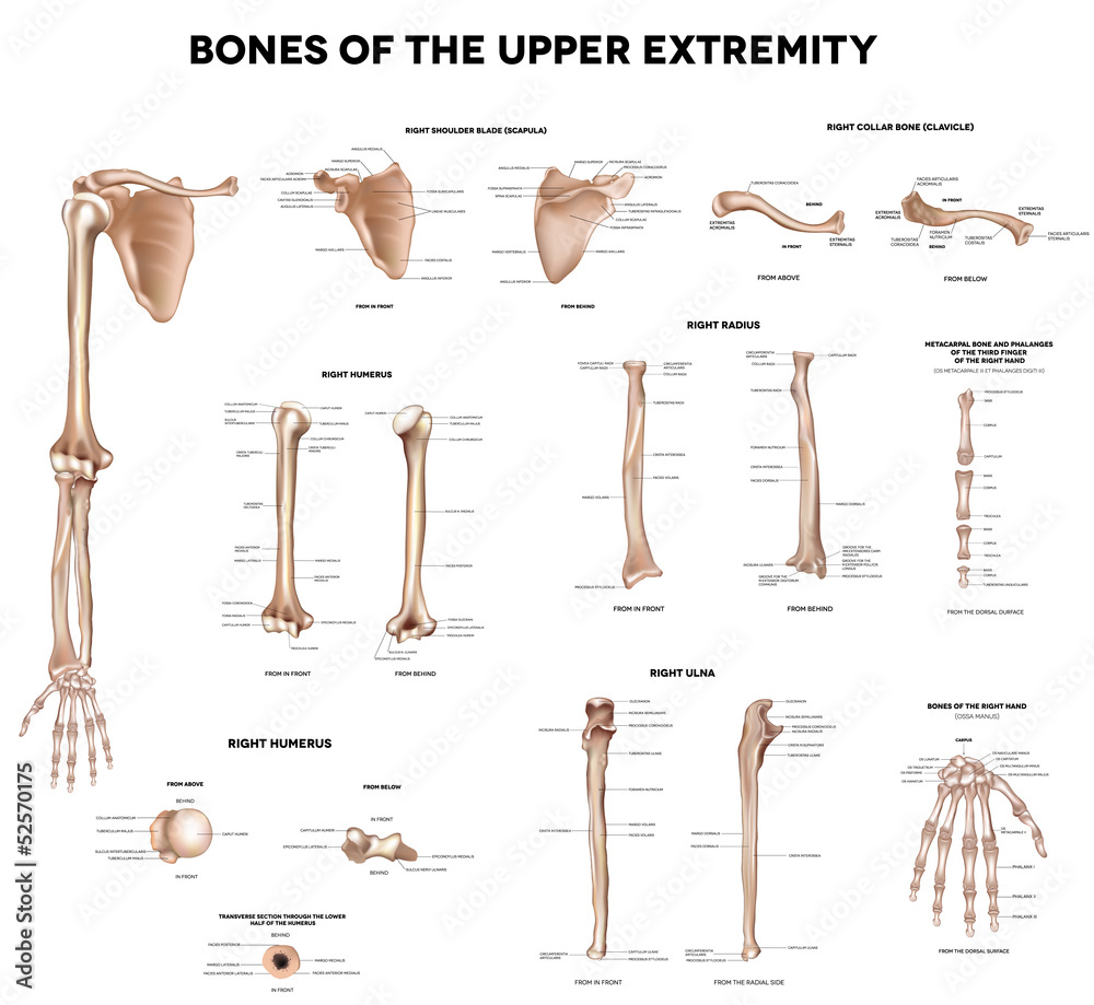 Fotografía Bones of the upper extremity, reineg | Posters.es