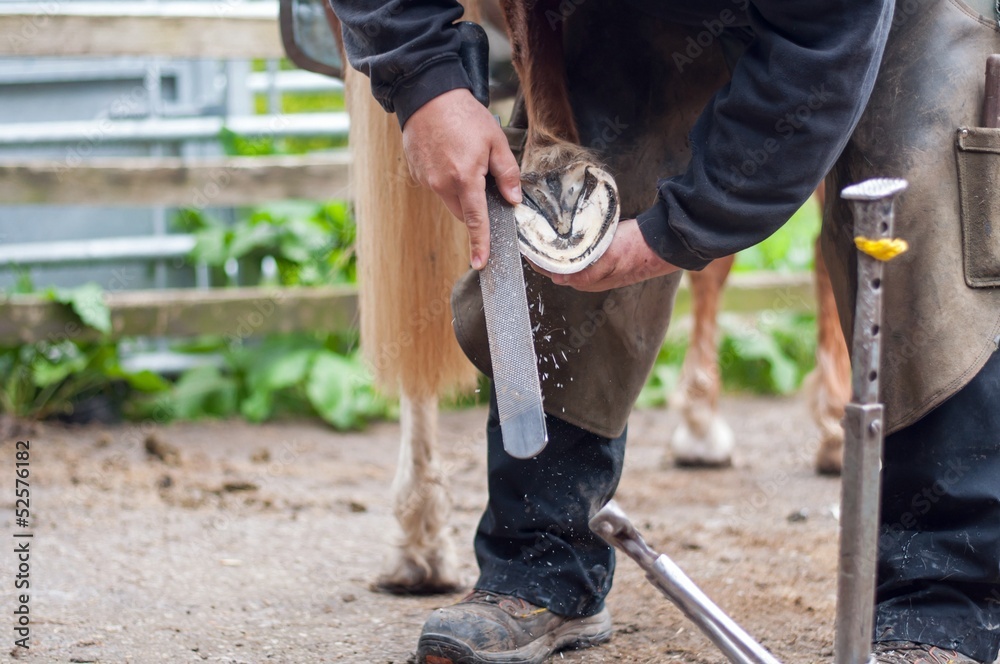 Hoof rasping Stock Photo | Adobe Stock