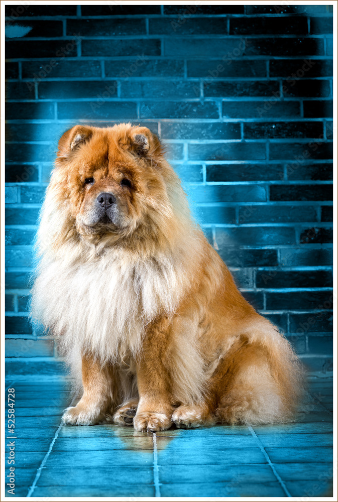 Chau Chau Stock Photo | Adobe Stock