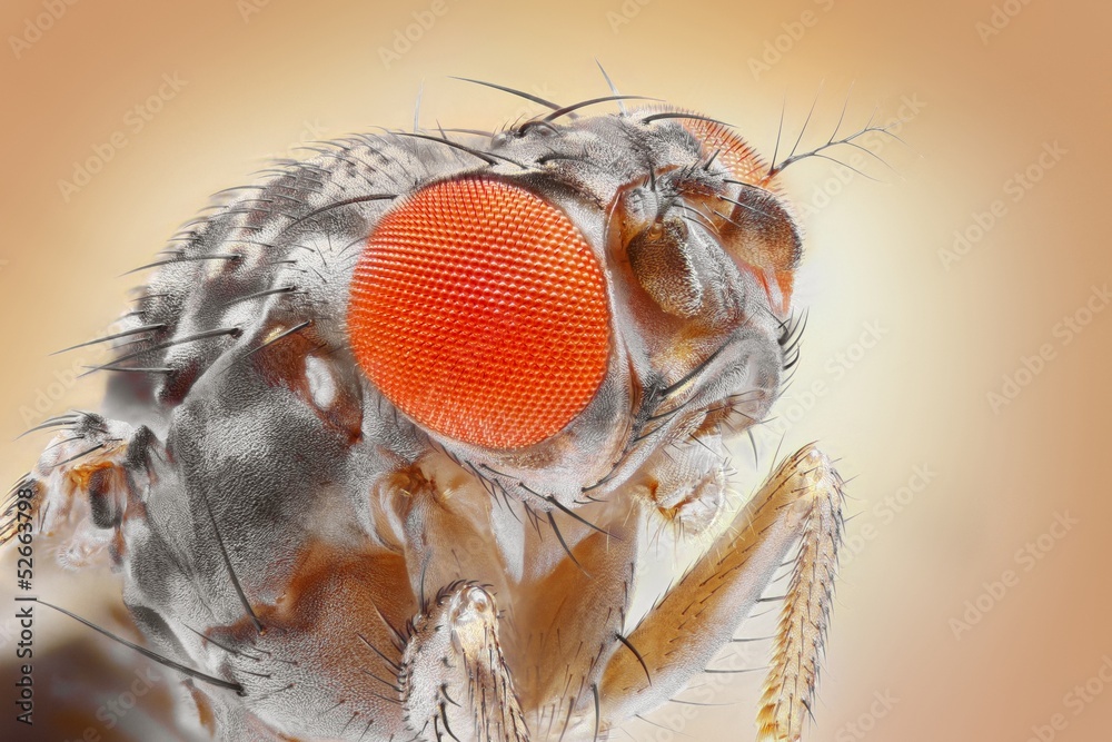 Poster Drosophila melanogaster, the common fruit fly, extreme sharp ...