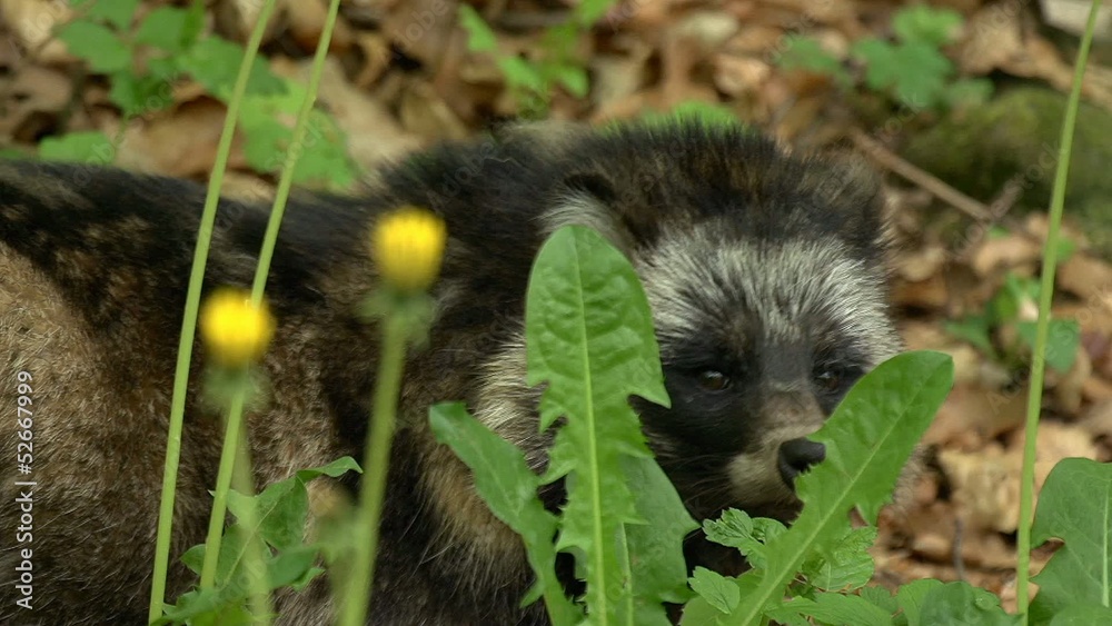 Marderhund Stock-Video | Adobe Stock