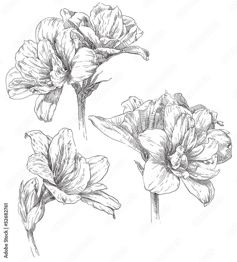 Amaryllis Flower Drawing
