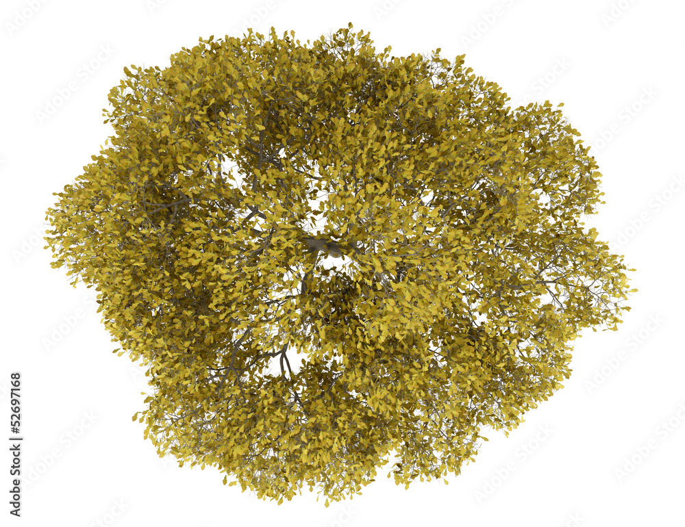 top view of fall english oak tree isolated on white background Stock ...