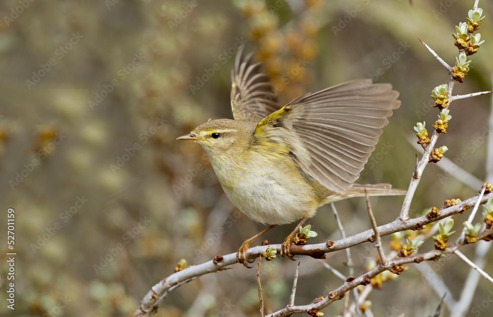 Willow warbler Stock Photo | Adobe Stock
