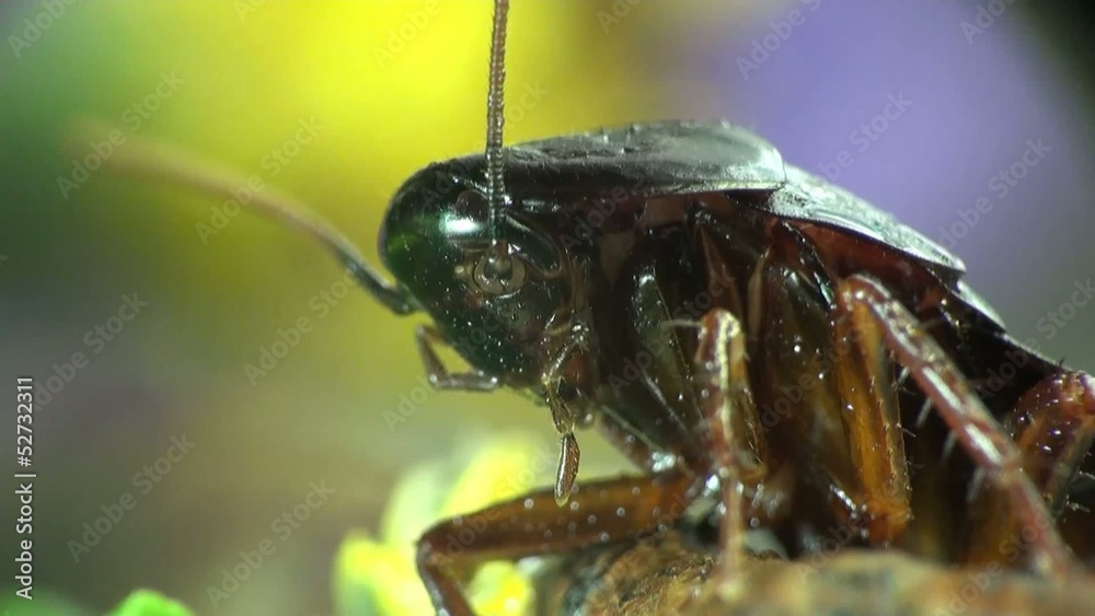 cockroach macro Stock Video | Adobe Stock