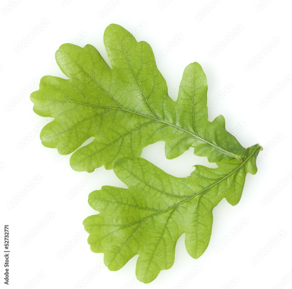 Eichenblaetter, Eichenblatt, Eicheln, Quercus Robur Stock Photo | Adobe ...