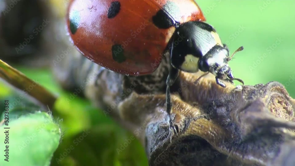 Ladybug macro Stock Video | Adobe Stock