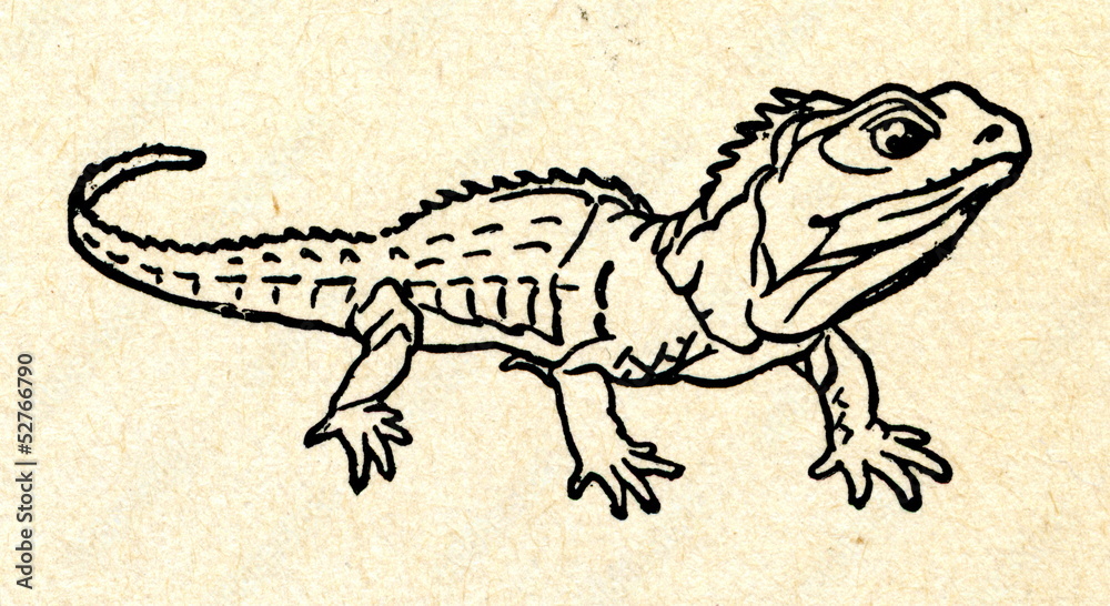 Northern tuatara (Sphenodon punctatus) Stock Photo | Adobe Stock