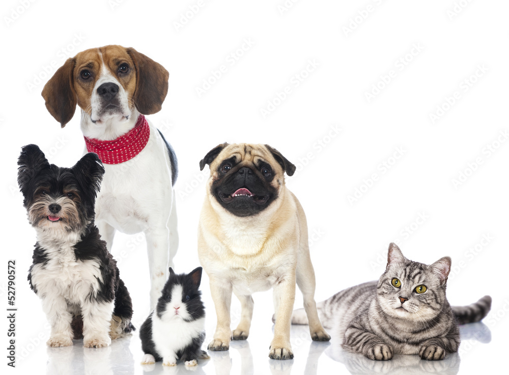 Haustiere Stock-Foto | Adobe Stock