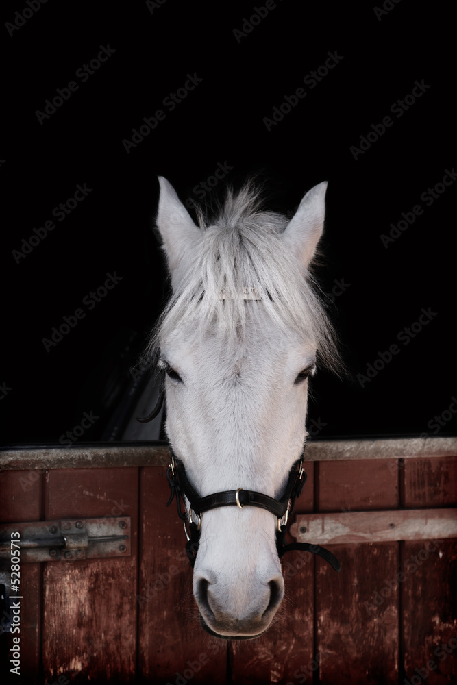 Grey pony 13 years old, standing against black background inside Stock ...