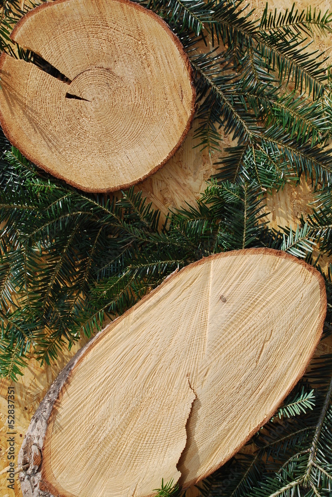 Tanne Abies Abietoideae Konifere Pflanze Pinaceae Coniferales Stock ...