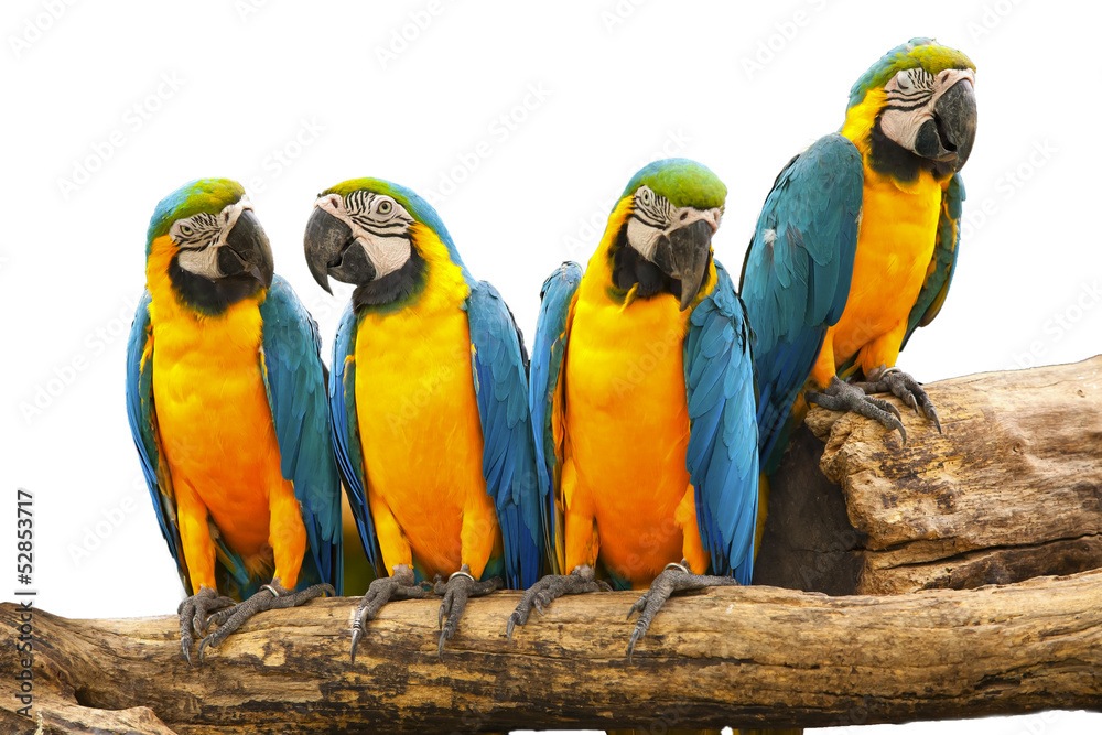 parrot Stock Photo | Adobe Stock