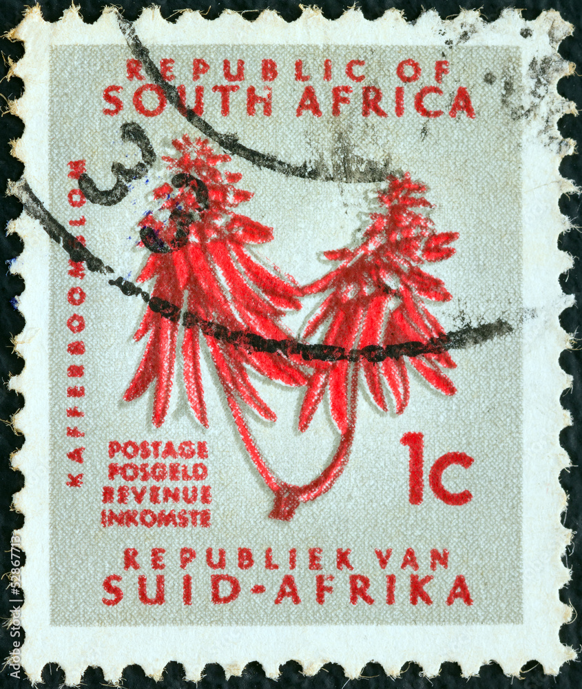 Kafferboom flower (Erythrina caffra) (South Africa 1961) Stock Photo ...